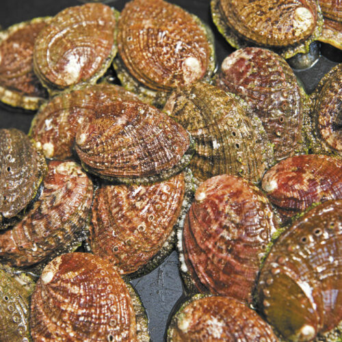 Ormeaux frais livrés décortiqués – France Haliotis